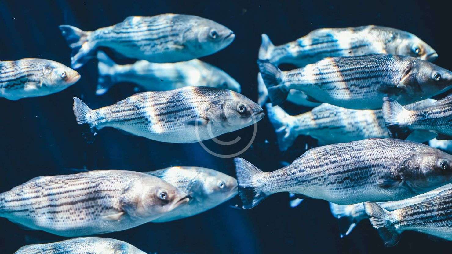 River Guide – Malta Young Sailors Club